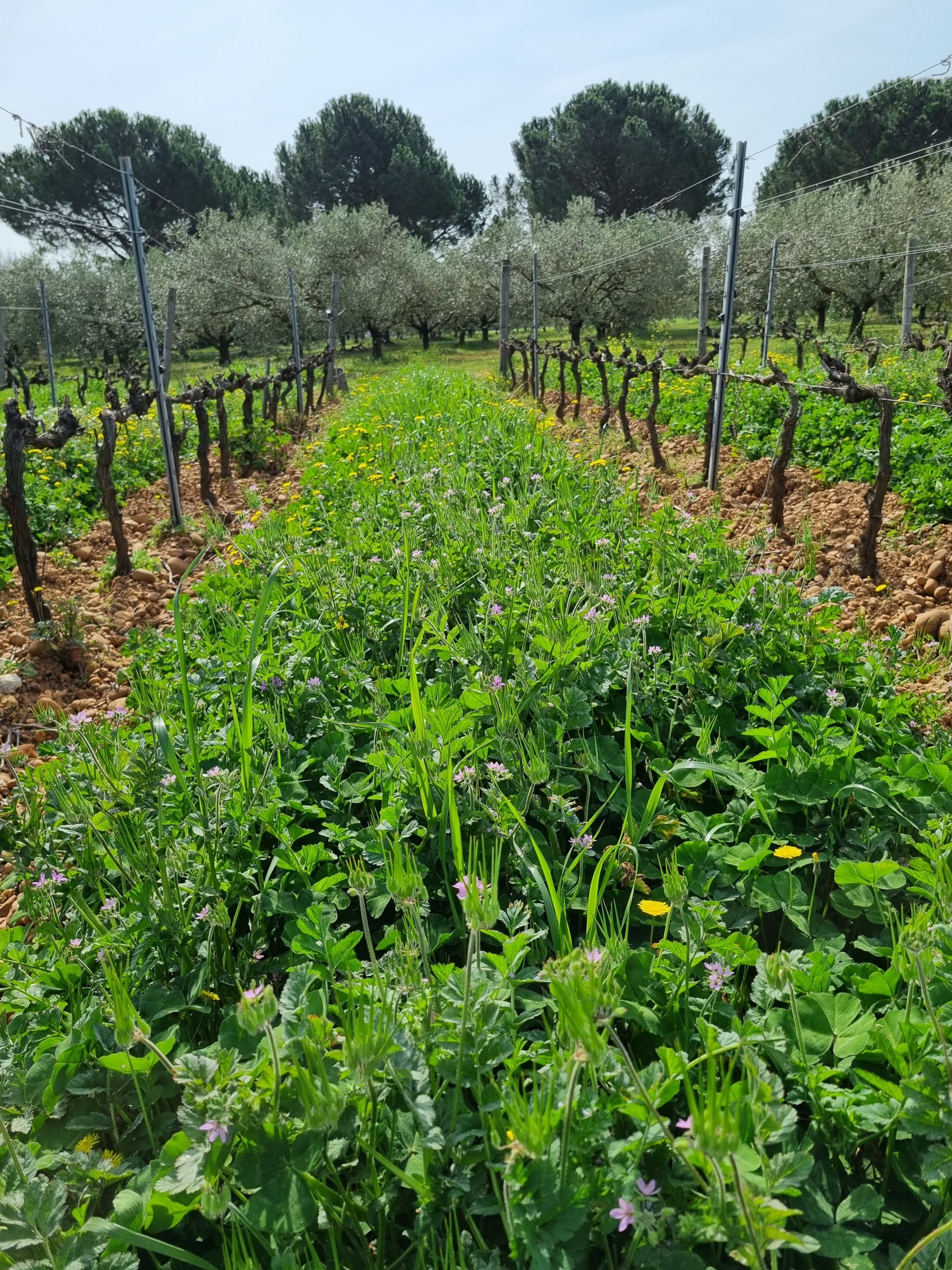 Le miracle d'un sol sain - Chateau De Nages